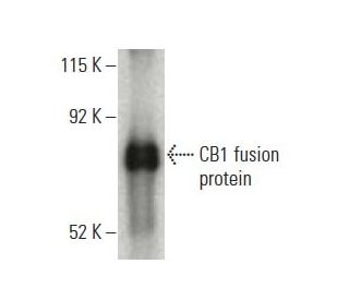 CB1 Antibody (C-11) - Western Blotting - Image 396682