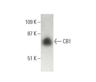 CB1 Antibody (C-11) - Western Blotting - Image 396696