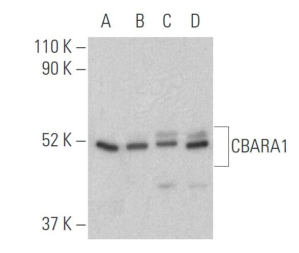CBARA1/MICU1抗体 (D-10) | SCBT - Santa Cruz Biotechnology