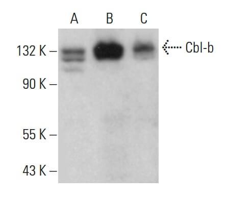 Cbl-b抗体 (B-5) | SCBT - Santa Cruz Biotechnology