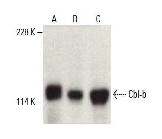Cbl-b Antibody (G-1) - Western Blotting - Image 397932