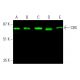 Anti-CBS Antibody (B-4) | SCBT - Santa Cruz Biotechnology