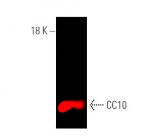 CC10 Antibody (B-6) - Western Blotting - Image 375653