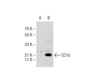 CC10 Antibody (E-11) - Western Blotting - Image 146795