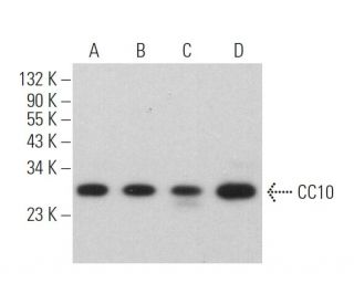 CC10 Antibody (E-11) - Western Blotting - Image 361152