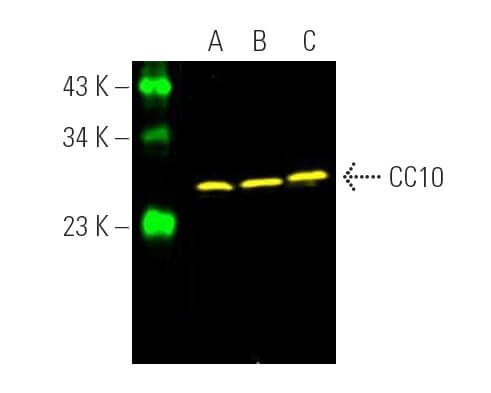 Anti-Uteroglobin/SCGB1A1/CC10 Antibody (E-11) | SCBT - Santa Cruz ...