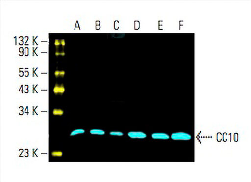 Anti-Uteroglobin/SCGB1A1/CC10 Antibody (E-11) | SCBT - Santa Cruz ...