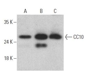 Uteroglobin/SCGB1A1/CC10 Antibody (E-11) - Western Blotting - Image 400039
