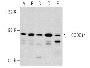 SCBT - Santa Cruz Biotechnology