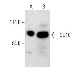 Anti-CD10 Antibody (F-4) | SCBT - Santa Cruz Biotechnology