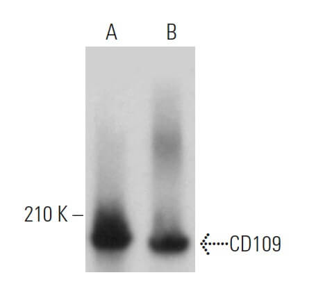 CD109 Antibody (C-9) | SCBT - Santa Cruz Biotechnology