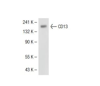 Anti-CD13 Antibody (3D8) | SCBT - Santa Cruz Biotechnology