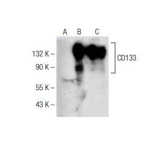 Anti-CD133 Antibody (E-11) | SCBT - Santa Cruz Biotechnology