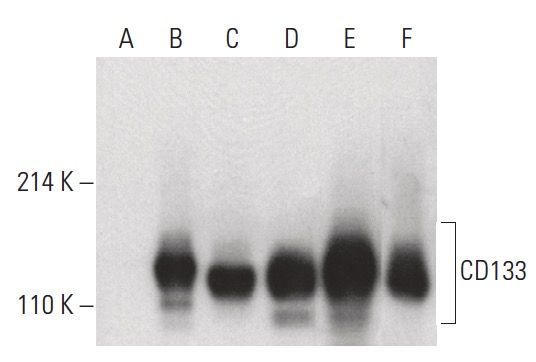 CD133 Antibody (E-11) | SCBT - Santa Cruz Biotechnology