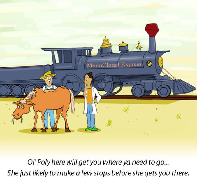 SCBT - Santa Cruz Biotechnology