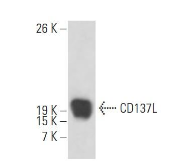 CD137L Antibody (ANC5D6) | SCBT - Santa Cruz Biotechnology