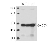 Anti-CD14 Antibody (5A3B11B5) | SCBT - Santa Cruz Biotechnology