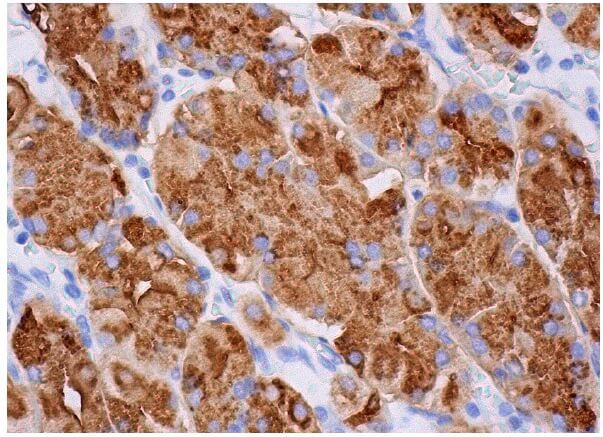 CD15抗体 (HI98) | SCBT - Santa Cruz Biotechnology