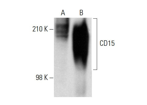 Anti-CD15 Antibody (TG-1) | SCBT - Santa Cruz Biotechnology
