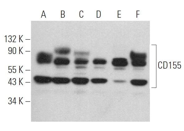 CD155抗体 (B-6) | SCBT - Santa Cruz Biotechnology