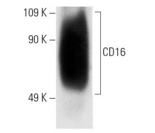 Anti-CD16 Antibody (DJ130c) | SCBT - Santa Cruz Biotechnology