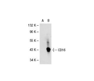 Anti-CD16 Antibody (DJ130c) | SCBT - Santa Cruz Biotechnology