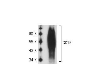 Anti-CD16 Antibody (DJ130c) | SCBT - Santa Cruz Biotechnology