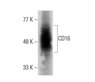 Anti-CD16 Antibody (DJ130c) | SCBT - Santa Cruz Biotechnology