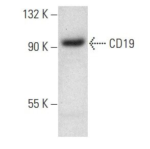 Anti-CD19 Antibody (B-1) | SCBT - Santa Cruz Biotechnology