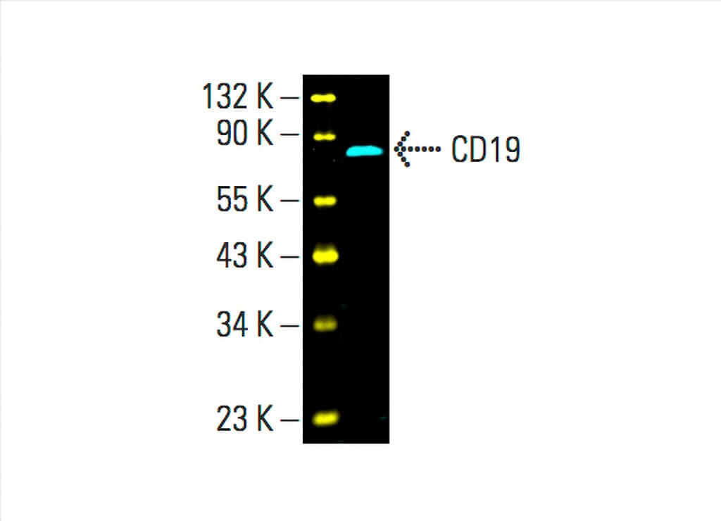 Anti-CD19 Antibody (B-1) | SCBT - Santa Cruz Biotechnology