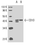 CD1D Antibody (C3D5) | SCBT - Santa Cruz Biotechnology