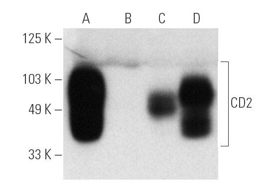 CD2抗体 (3B6) | SCBT - Santa Cruz Biotechnology
