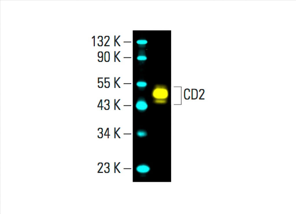 Anti-CD2 Antibody (MT910) | SCBT - Santa Cruz Biotechnology