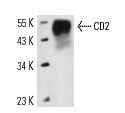 CD2 Antibody (OX55) | SCBT - Santa Cruz Biotechnology