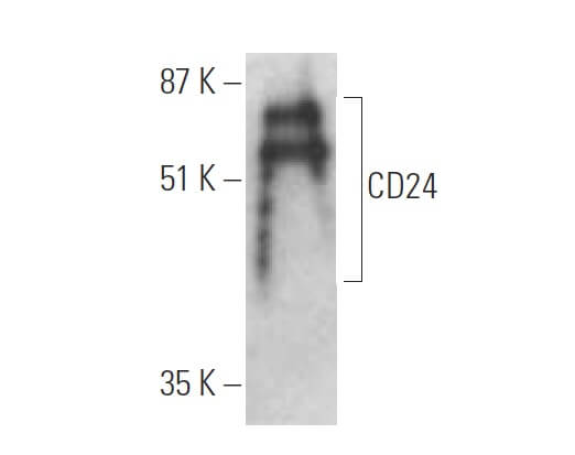 CD24 Antibody (M1/69) | SCBT - Santa Cruz Biotechnology