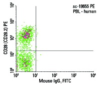 Anti-CD28 Antibody (CD28.2) | SCBT - Santa Cruz Biotechnology
