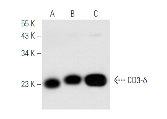 Anti-CD3-δ Antibody (F-1) | SCBT - Santa Cruz Biotechnology