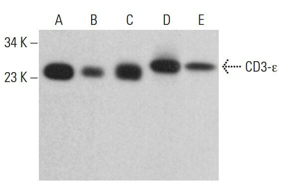 CD3-ε抗体 (LE-CD3) | SCBT - Santa Cruz Biotechnology