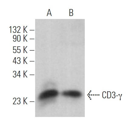 CD3-γ Antibody (H-6) | SCBT - Santa Cruz Biotechnology