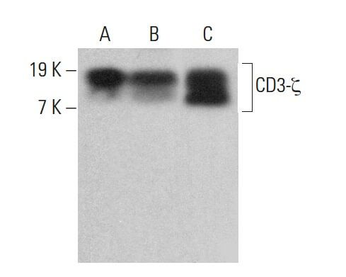 CD3-ζ Antibody (3F67) | SCBT - Santa Cruz Biotechnology