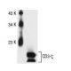 CD3-ζ Antibody (6B10.2) | SCBT - Santa Cruz Biotechnology