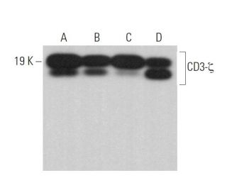 CD3-ζ Antibody (6B10.2) - Western Blotting - Image 379382