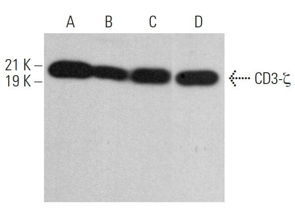 CD3-ζ Antibody (D-4) | SCBT - Santa Cruz Biotechnology