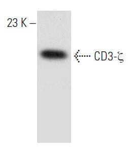 Anti-CD3-ζ Antibody (E-3) | SCBT - Santa Cruz Biotechnology
