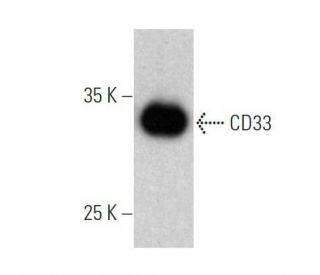 CD33 Antibody (B-3) - Western Blotting - Image 356182