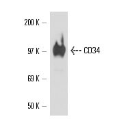 Anti-CD34 Antibody (B-6) | SCBT - Santa Cruz Biotechnology
