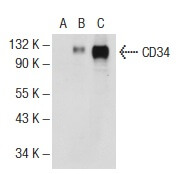 Anti-CD34 Antibody (B-6) | SCBT - Santa Cruz Biotechnology