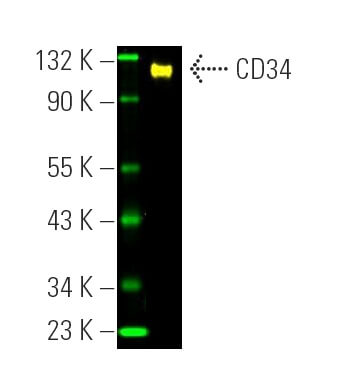 Anti-CD34 Antibody (B-6) | SCBT - Santa Cruz Biotechnology