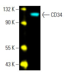 Anti-CD34 Antibody (B-6) | SCBT - Santa Cruz Biotechnology