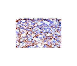 CD35 Antibody (To5) | SCBT - Santa Cruz Biotechnology